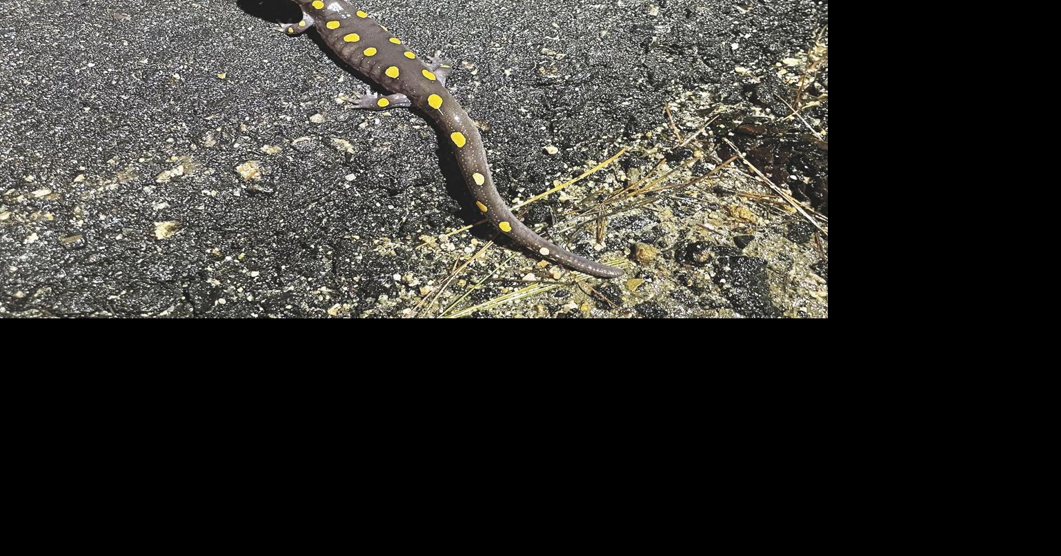Notes from a Naturalist: A big night for small creatures | Nature ...