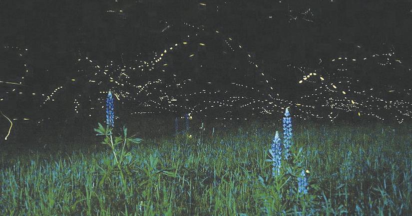 Country Ecology: Fireflies | Nature | conwaydailysun.com