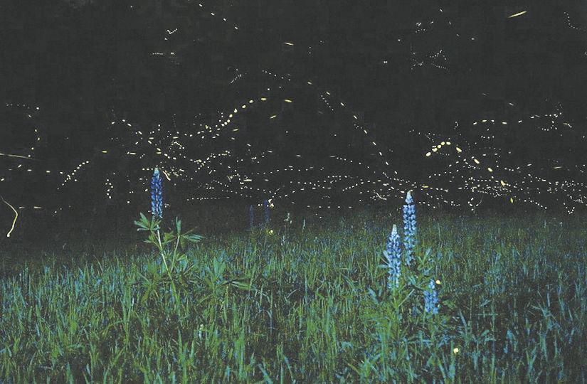 Country Ecology: Fireflies | Nature | conwaydailysun.com