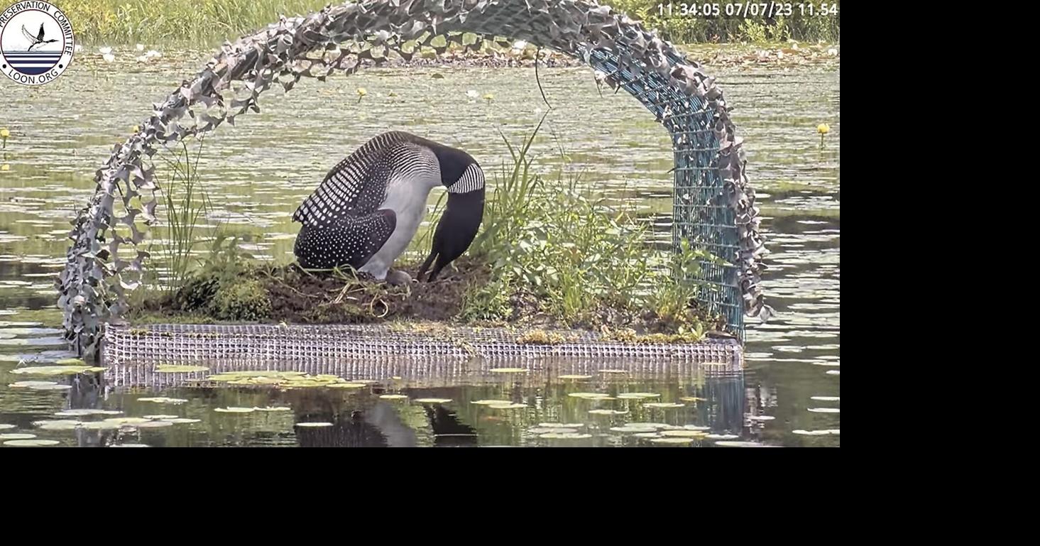 Hatch imminent on Live Loon Cam; chicks hatching throughout the state ...