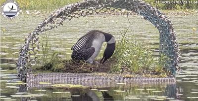 Hatch imminent on Live Loon Cam; chicks hatching throughout the state ...