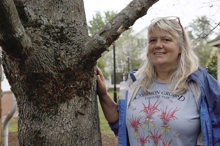 Very hungry caterpillars have come to town | Local News | conwaydailysun.com