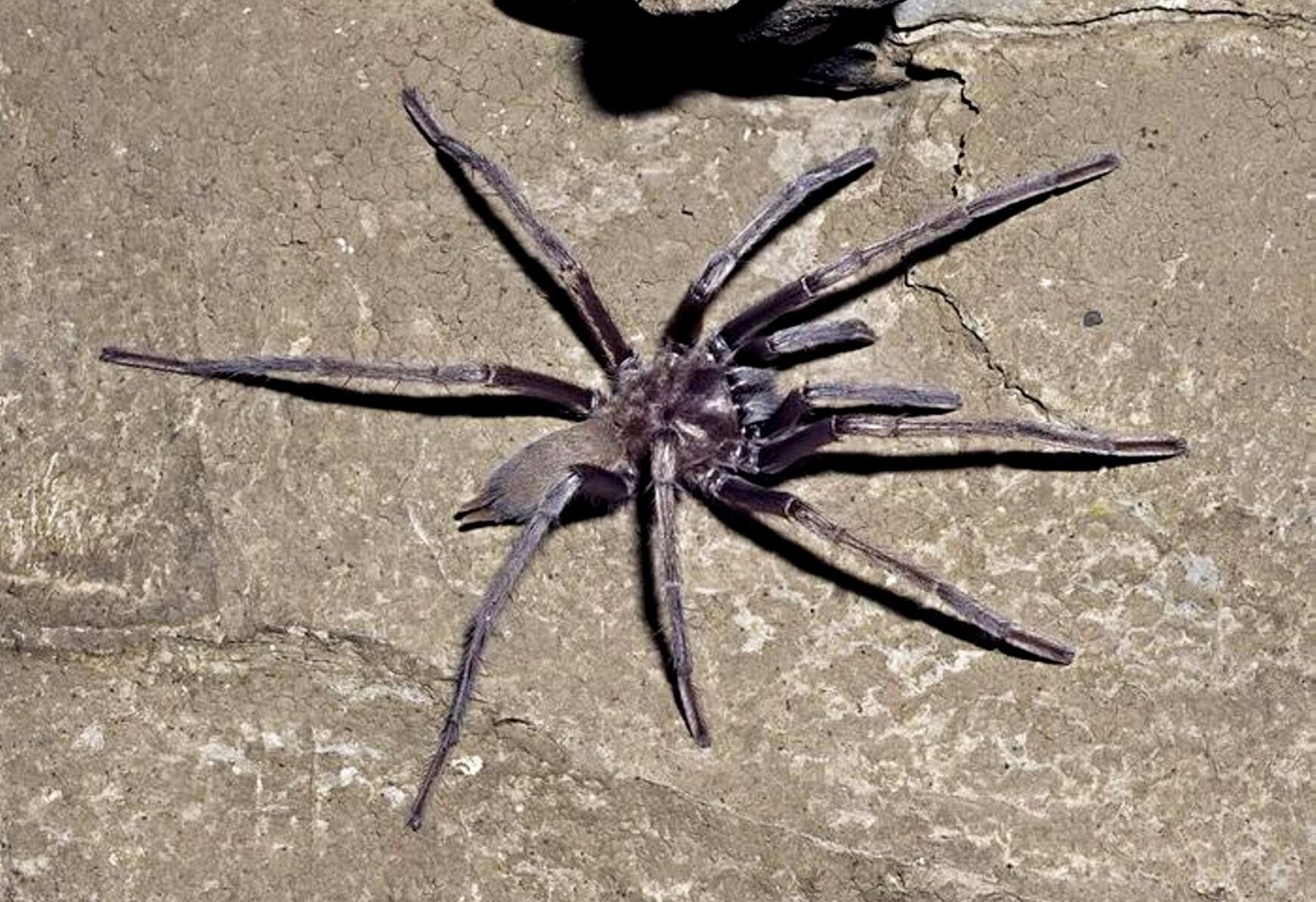Tarantulas use ‘spidey sense’ to remember where to hunt | Around The ...
