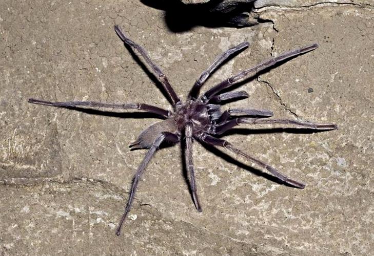 Tarantulas use ‘spidey sense’ to remember where to hunt | Around The ...