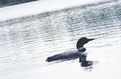 North Country Angling: Loon-y tunes | Fishing | conwaydailysun.com