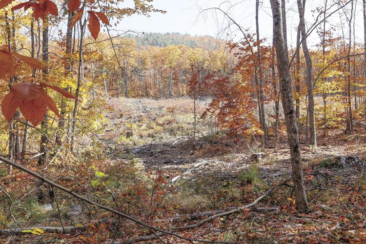Town forester outlines salvage cut near Pudding Pond | Local News ...