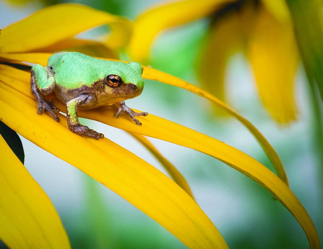 Notes from a Naturalist: Trilling of the gray tree frog heralds summer ...