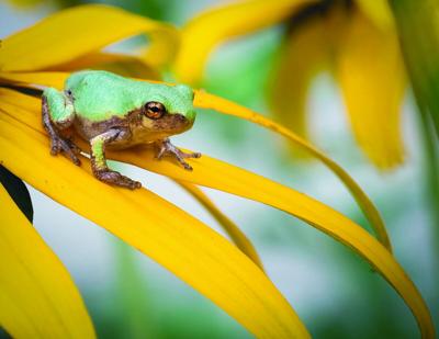 Notes from a Naturalist: Trilling of the gray tree frog heralds summer ...