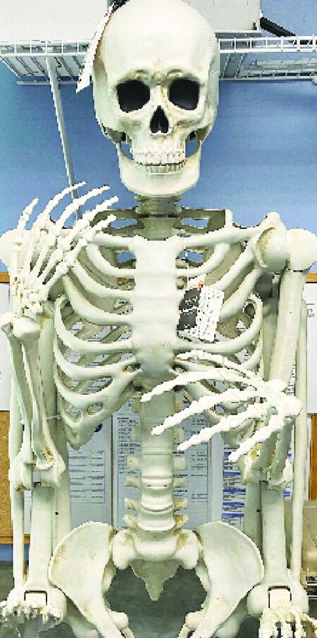 Stolen Halloween skeleton leads to arrest of 2 | Local News ...