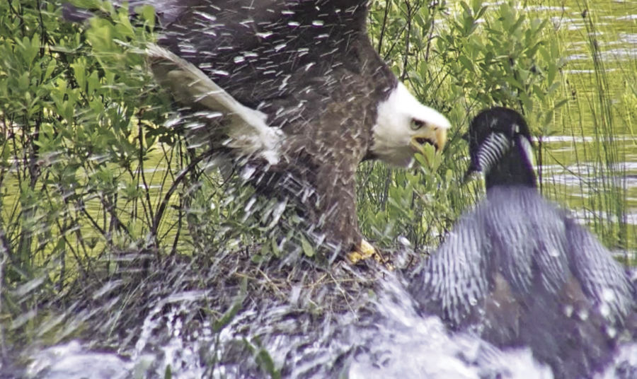 Audubon Publishes Bald Eagle Loon Interaction Study Local News
