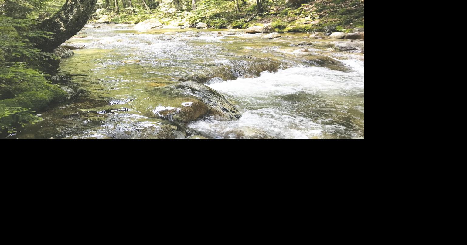 Hiking: Under the cooling canopy of trees | Hiking News ...