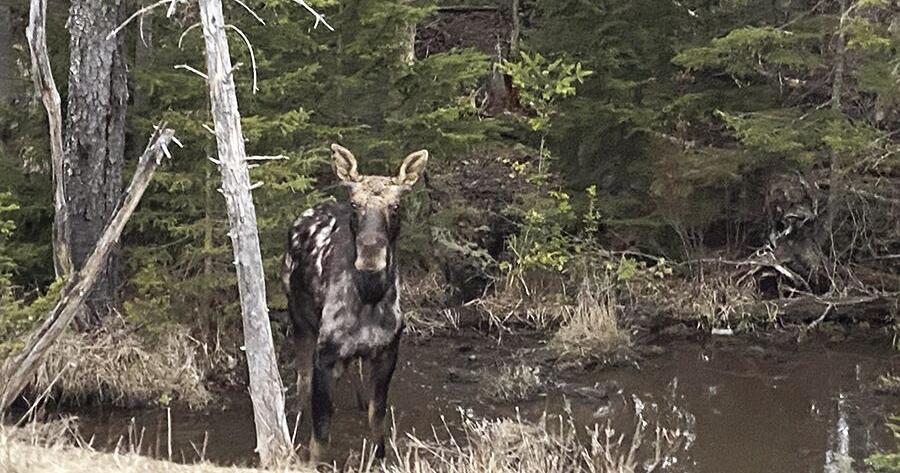 Spring brake time for moose as they hit the roads | Local News ...