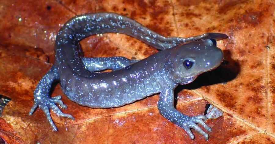 Notes from a Naturalist: The Jefferson: A complex salamander | General ...