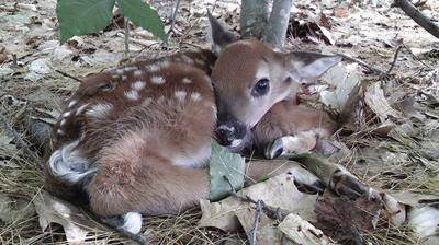 Fish and Game says to leave fawns alone | Local News | conwaydailysun.com