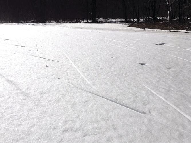 Nordic Tracks: Signs of Spring! | Cross Country Skiing | conwaydailysun.com