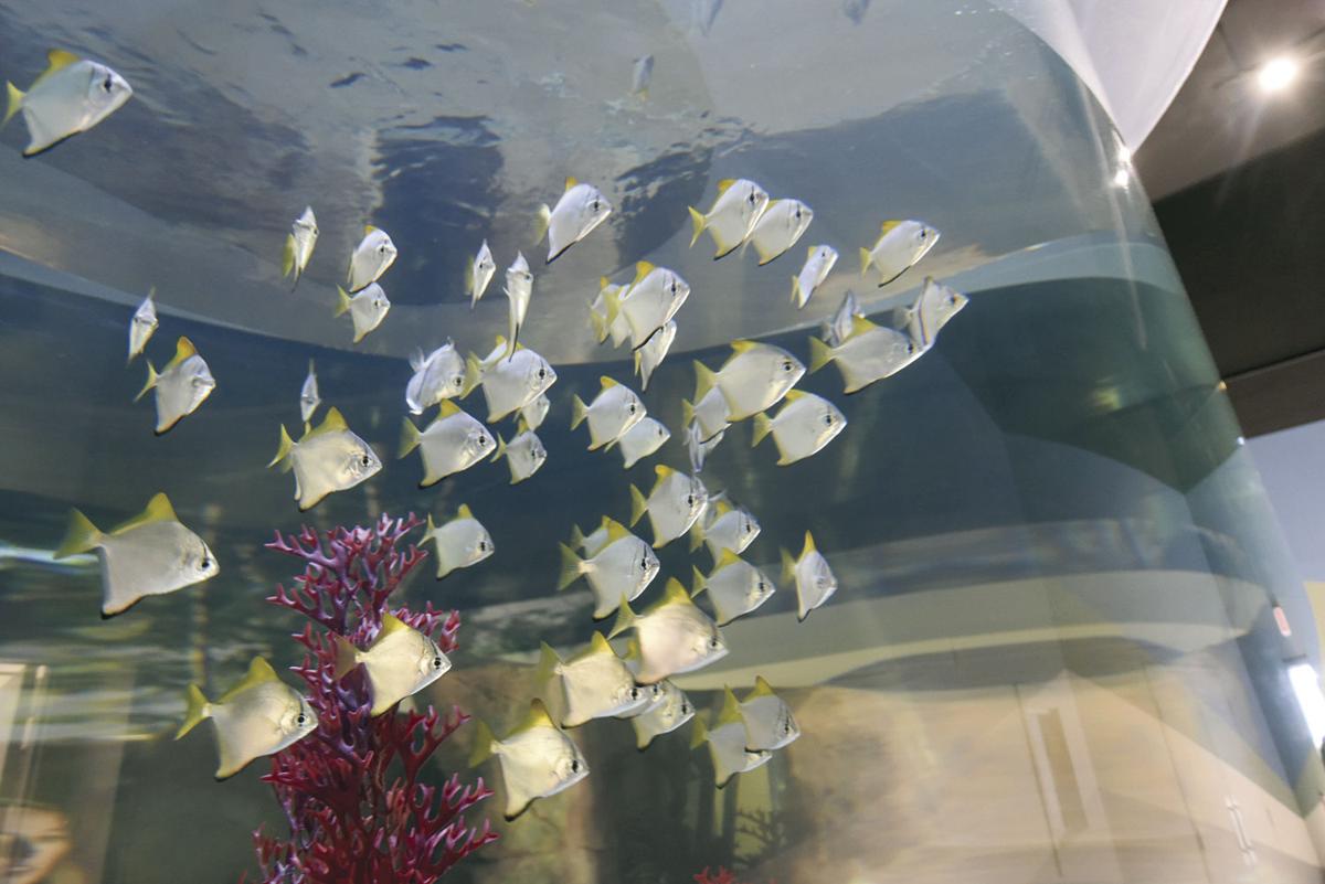 Living Shores Aquarium set to make a splash in Glen | Local News ...