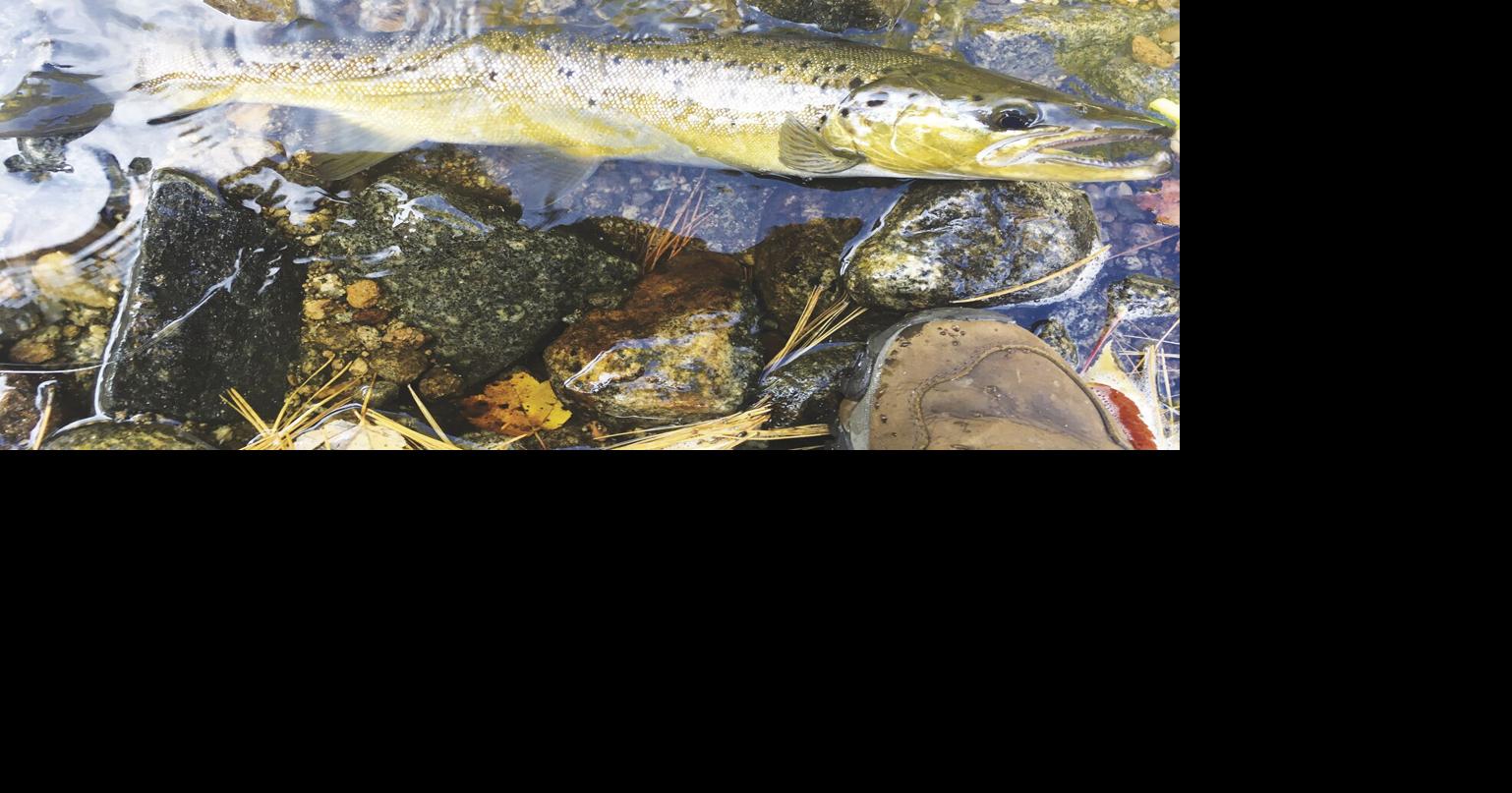 North Country Angling: Troutman and the old timer’s opening day ...