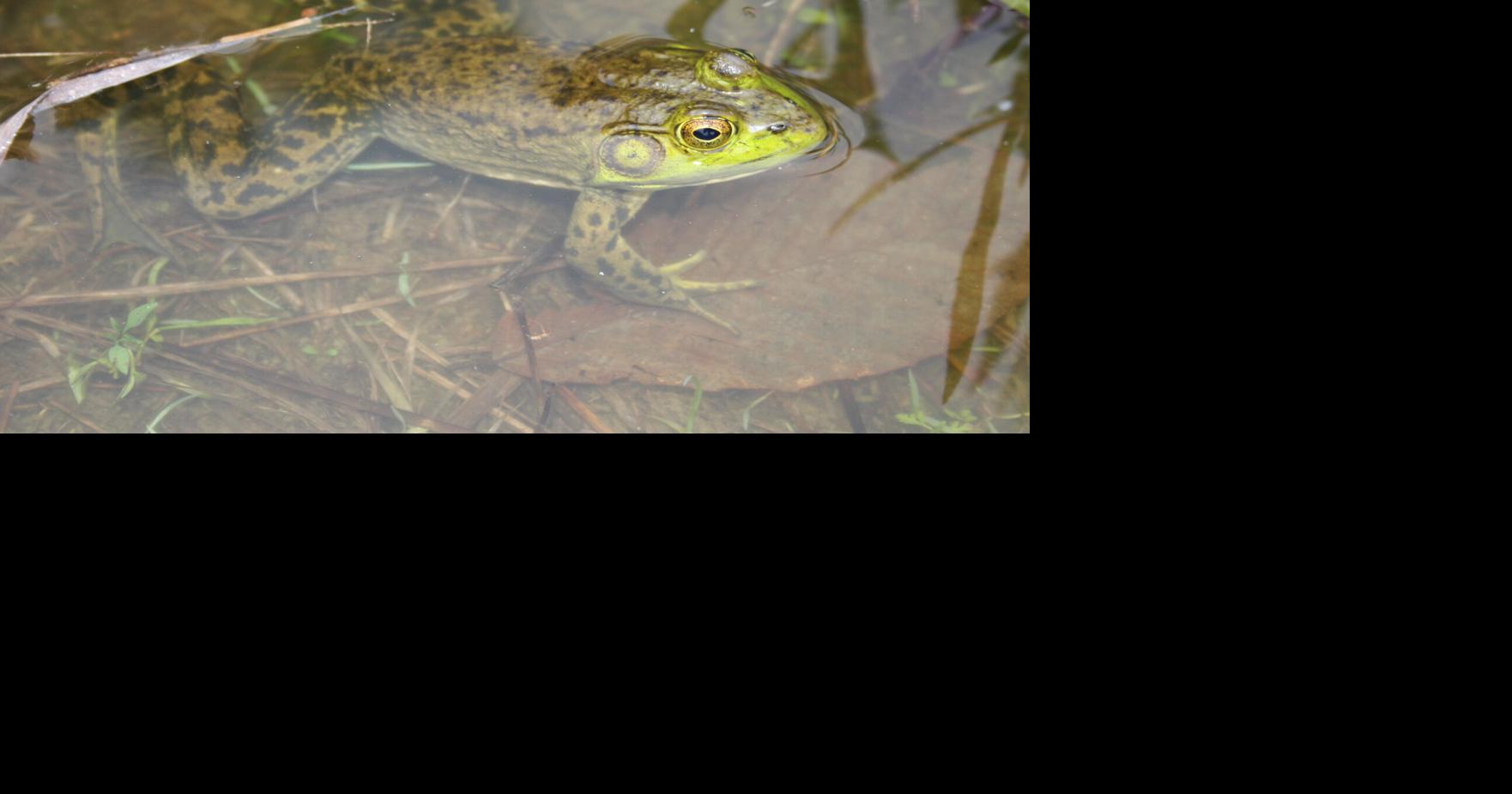 Notes from a Naturalist: Frogs | Nature | conwaydailysun.com