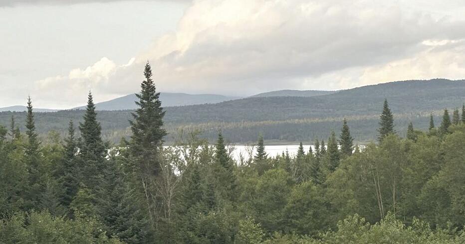 Meeting on logging vs. carbon credits being planned | Local ...