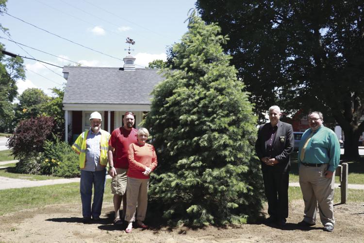 New Christmas tree for Conway | Local News | conwaydailysun.com