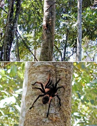 Tarantulas use ‘spidey sense’ to remember where to hunt | Around The ...