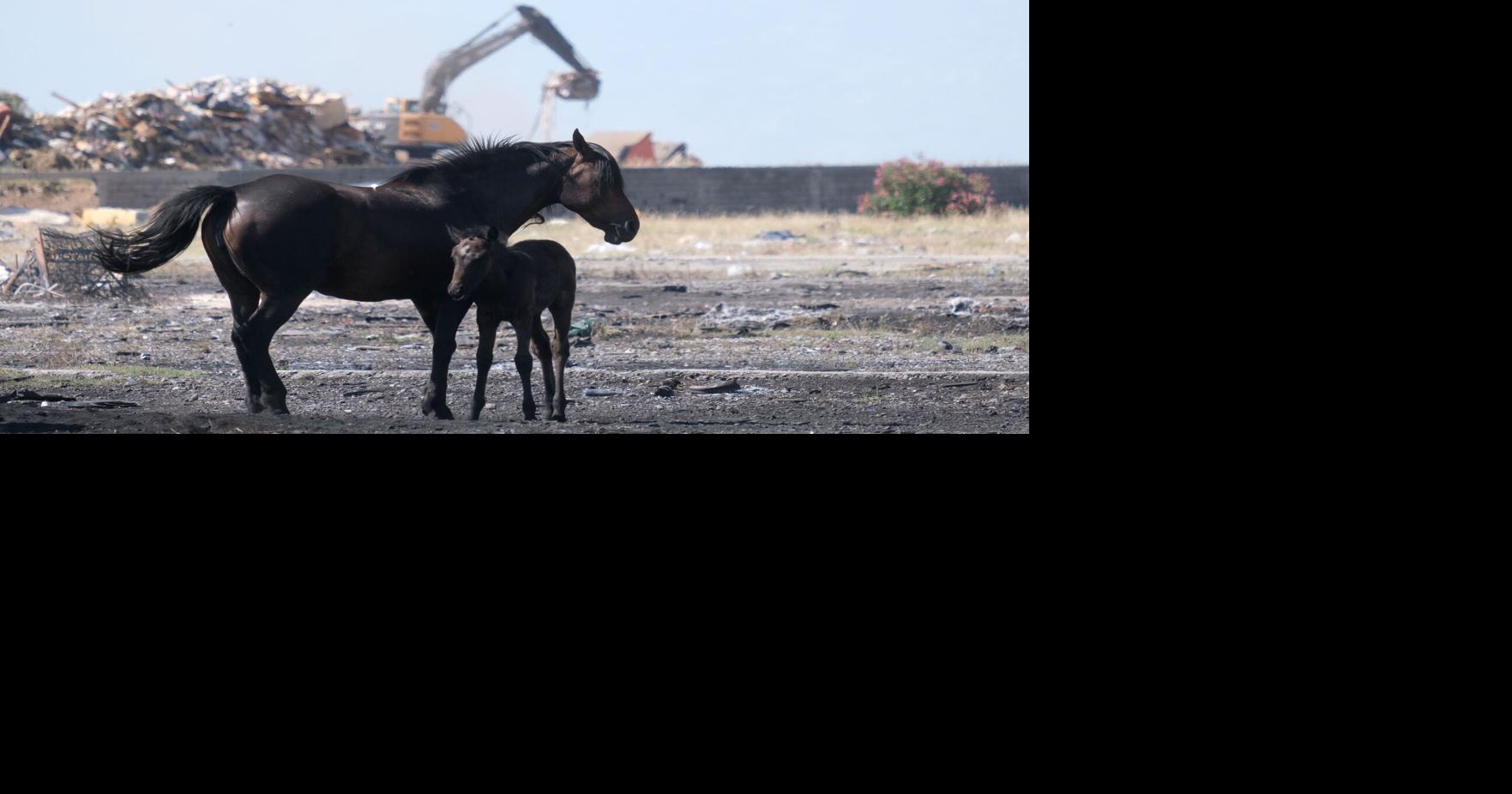 Animal welfare activists in Montenegro worry about horses in Europe's ...