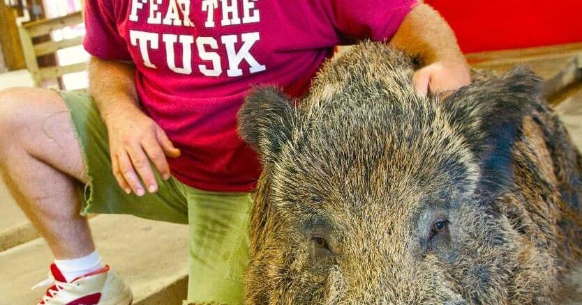 Stokes, father of Razorback Tusk, passes | News | couriernews.com