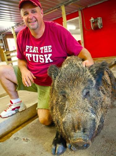 Stokes, father of Razorback Tusk, passes | News | couriernews.com