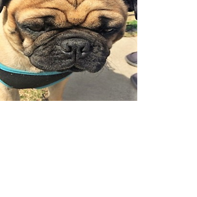 Know Your Local: Rooster | News | couriernews.com