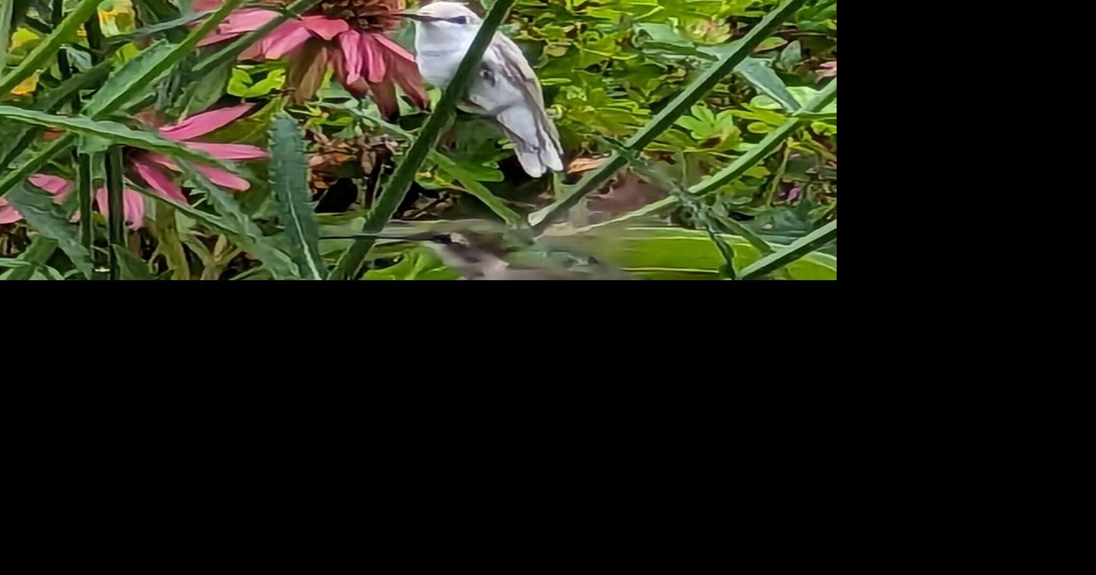 Rare white hummingbird sighting | News | cpioneer.com