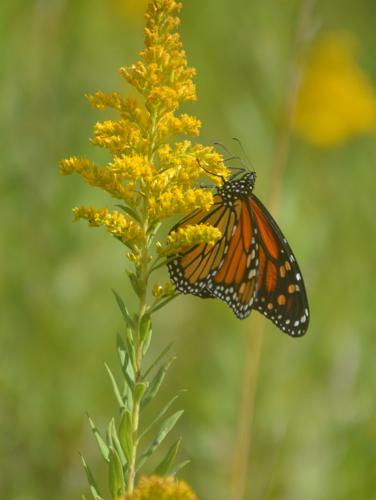 Monarch migration season begins | News | cpioneer.com