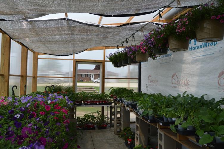Our Little Greenhouse expands with new storefront | News | cpioneer.com