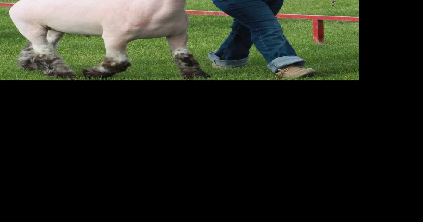 Lamb show provides experience for exhibitor | News | cpioneer.com