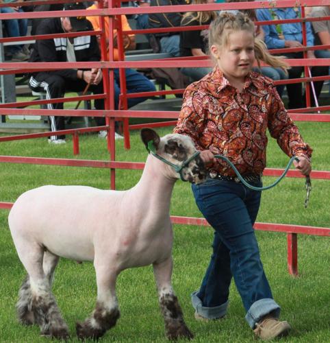 Lamb show provides experience for exhibitor | News | cpioneer.com
