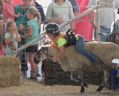 Hang on tight for Mutton Bustin' | Fairs | crescent-news.com