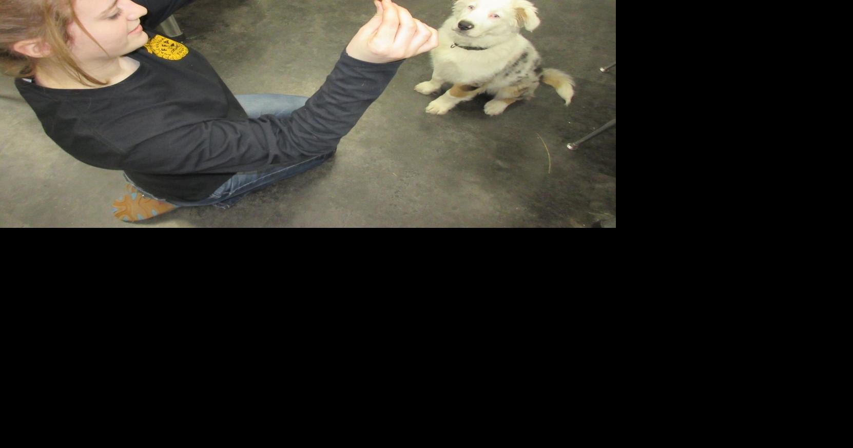 Deaf puppy having big impact at Fairview High School | Local News ...