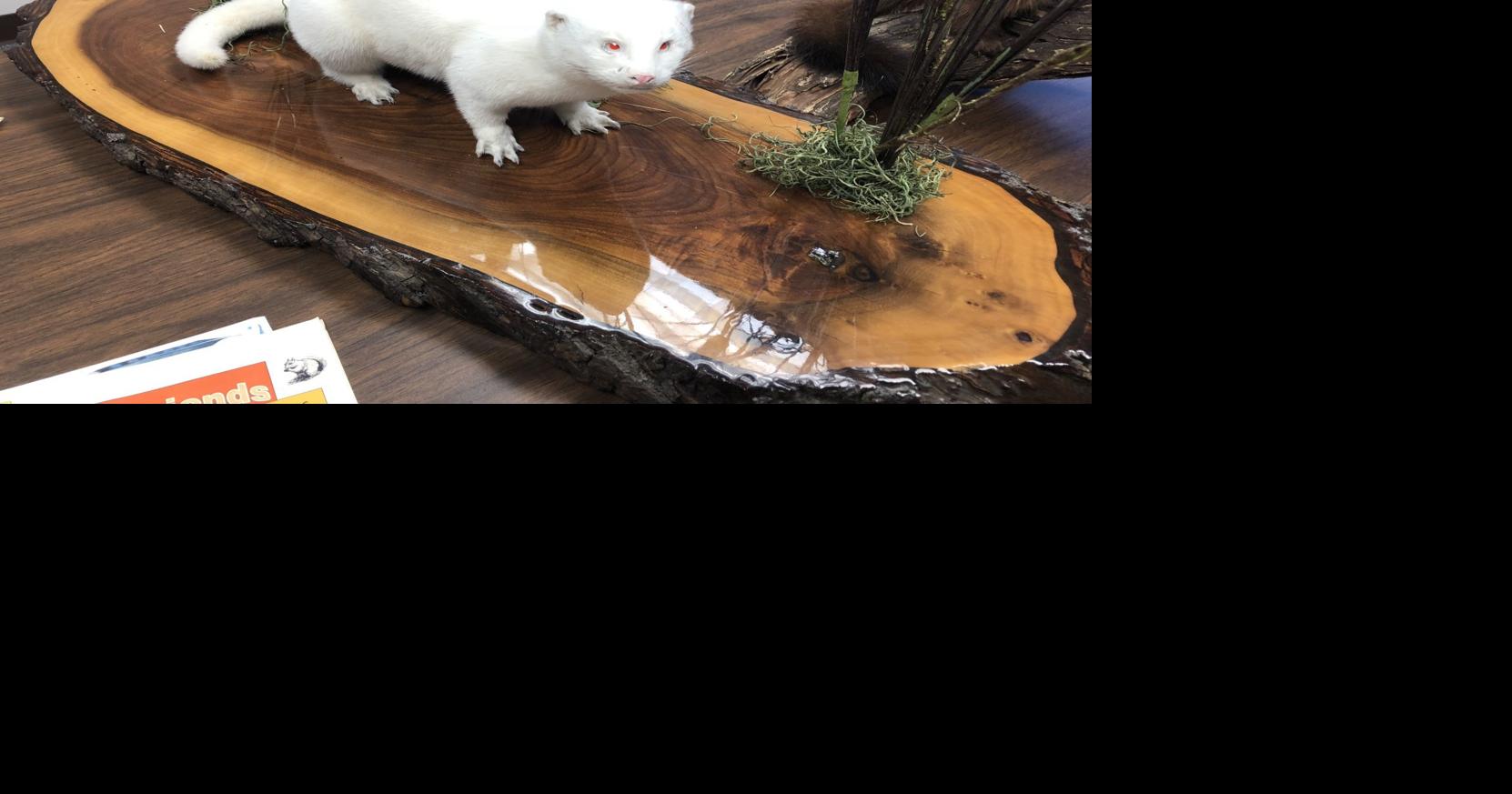 Fetter adds albino mink to collection | Outdoors | crescent-news.com