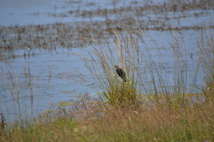 Outdoors: Howard Marsh a notable nesting ground | Outdoors | crescent ...