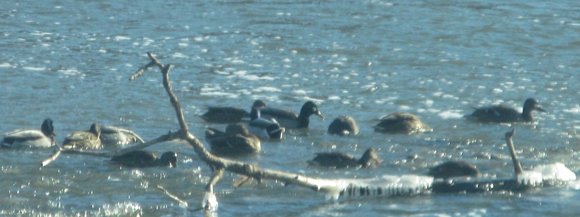 Water fowl gathering | Local News | crescent-news.com