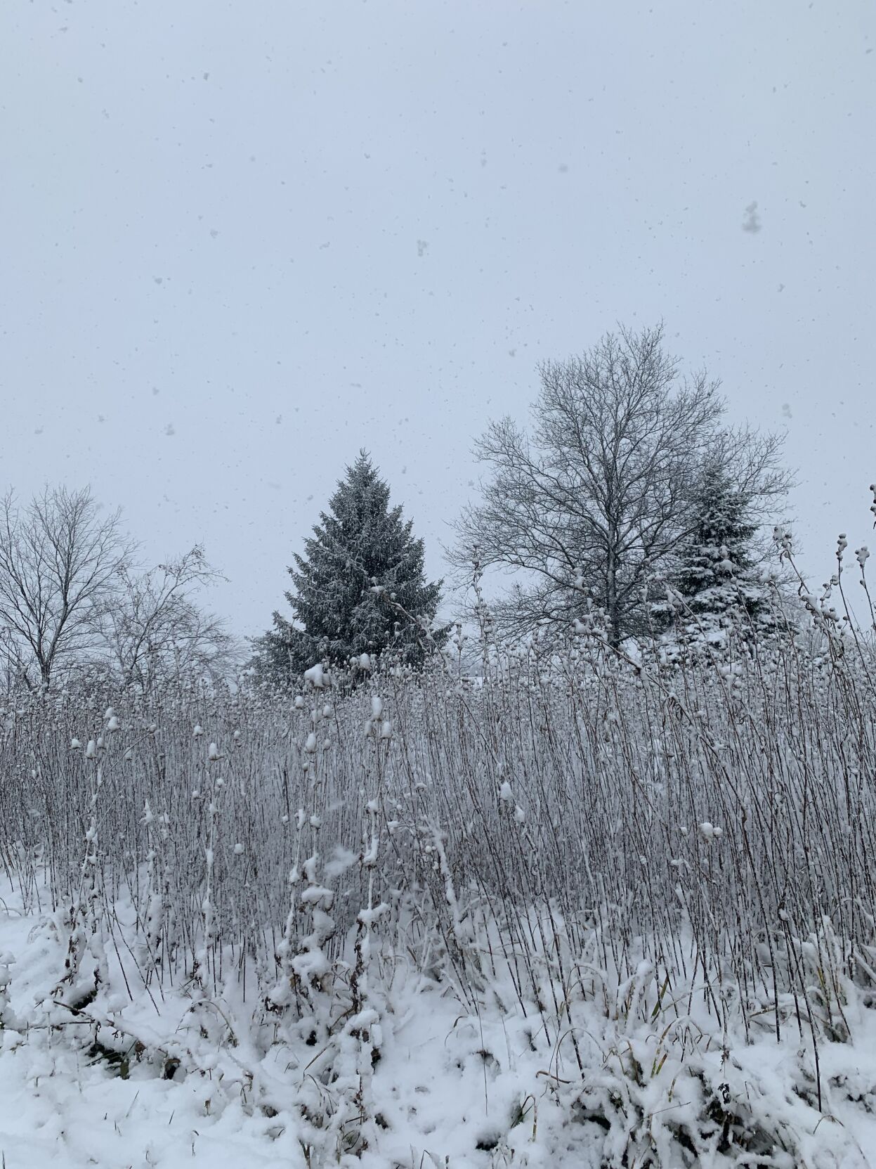 First snow | Local News | crescent-news.com