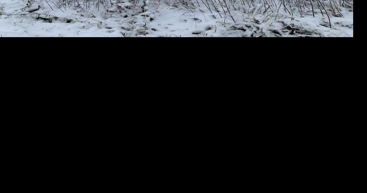 First snow | Local News | crescent-news.com