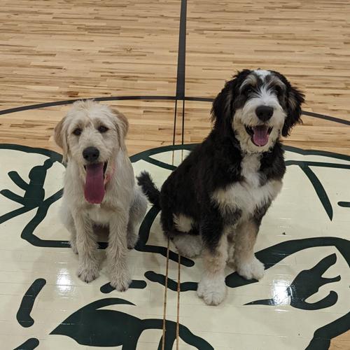 Therapy dog program given a round of 'a-paws' by educators | Local News ...