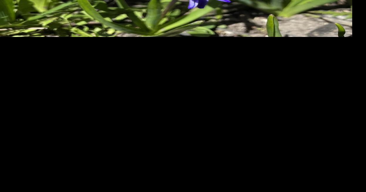 Beehive of activity | Local News | crescent-news.com