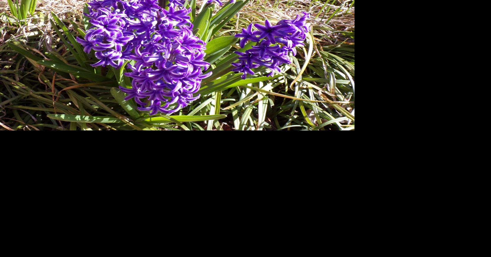 Smells of spring | Local News | crescent-news.com