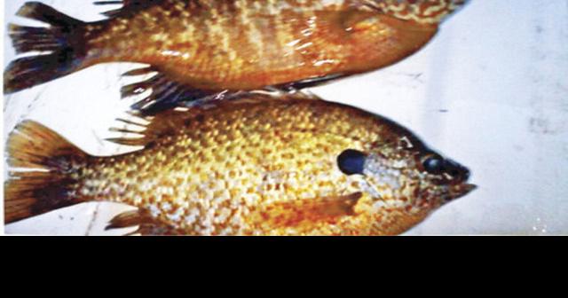 New Ohio state record longear sunfish certified | Local Outdoor ...