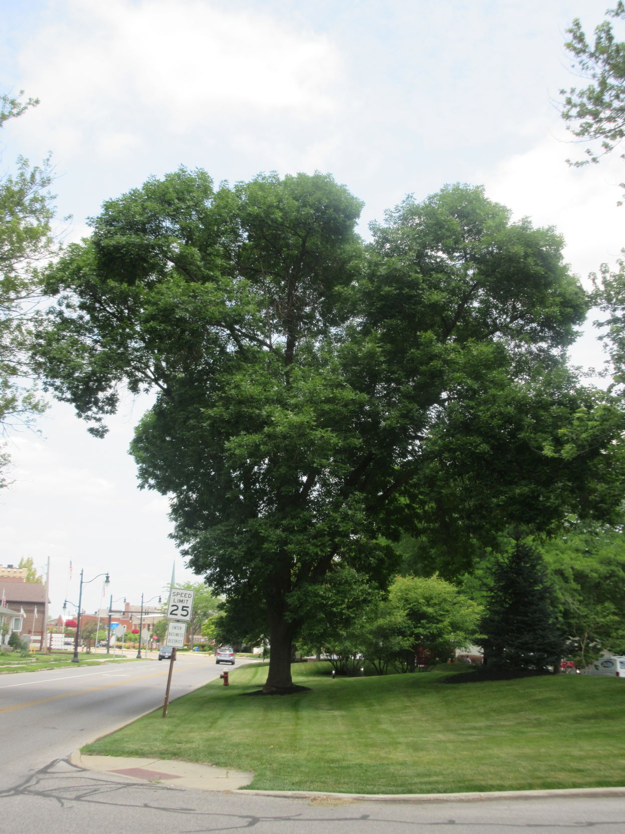 City saved 13 ash trees in four locations | Local News | crescent-news.com