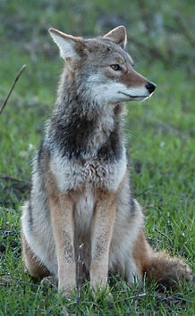 Information about coyotes and skunks in Ohio | Local Farm | crescent ...
