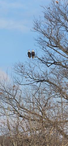 Bald Eagle perch | Local News | crescent-news.com