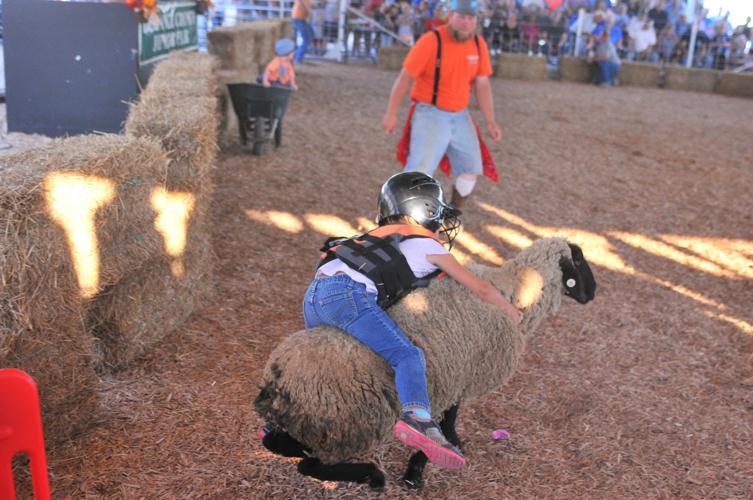 Mutton bustin' at the fair | Local News | crescent-news.com
