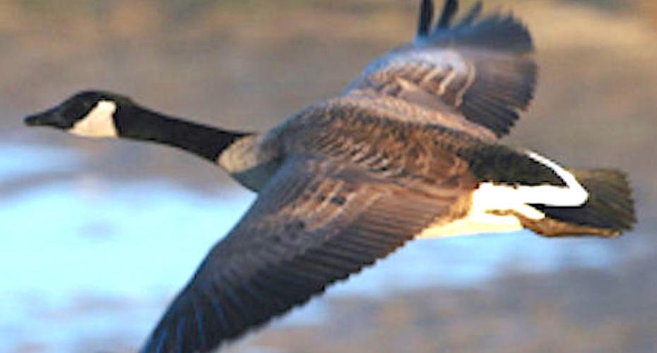 Native Ohio wildlife: Cackling goose and the Canadian goose | Local ...